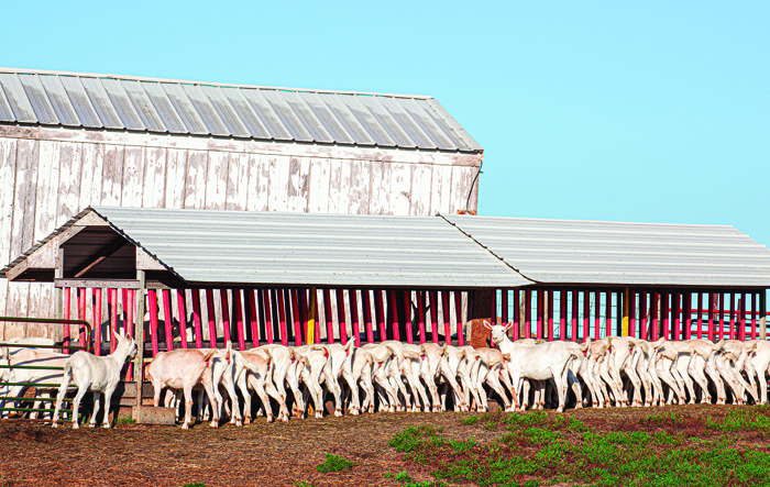 Goat Herding Tips: Common Goat-Keeping Mistakes to Avoid - Grit